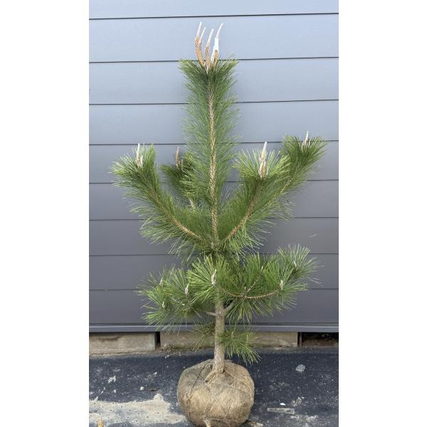 存在感抜群の黒松♪【送料無料でのお届けですので大変お買い得となっております♪】☆商品情報☆希少な黒松(クロマツ)の特大株です全長　約1.7メートル樹高　約1.5メートルこちらの販売ページは写真の商品の現品での発送となります(１株限りの販売で...