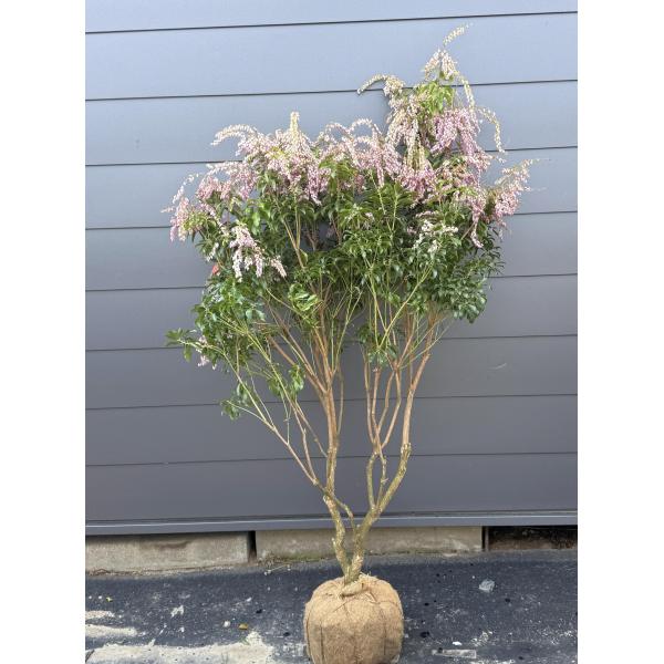 鈴なりの花が咲き誇る姿は圧巻♪【送料無料でのお届けですので大変お買い得となっております♪】☆商品情報☆鈴状の花が連なってシャンデリアの様な花が一面に咲くアセビです♪花の季節は息を呑むほどの美しさです☆可愛らしいピンクの花が一面に咲く姿は圧巻...