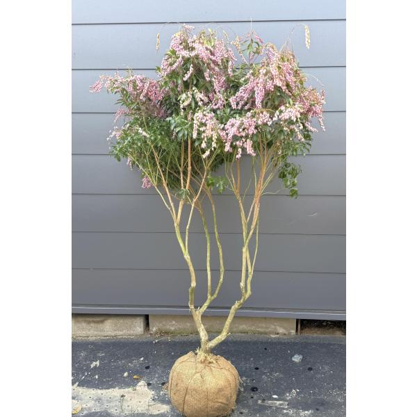 鈴なりの花が咲き誇る姿は圧巻♪【送料無料でのお届けですので大変お買い得となっております♪】☆商品情報☆鈴状の花が連なってシャンデリアの様な花が一面に咲くアセビです♪花の季節は息を呑むほどの美しさです☆可愛らしいピンクの花が一面に咲く姿は圧巻...