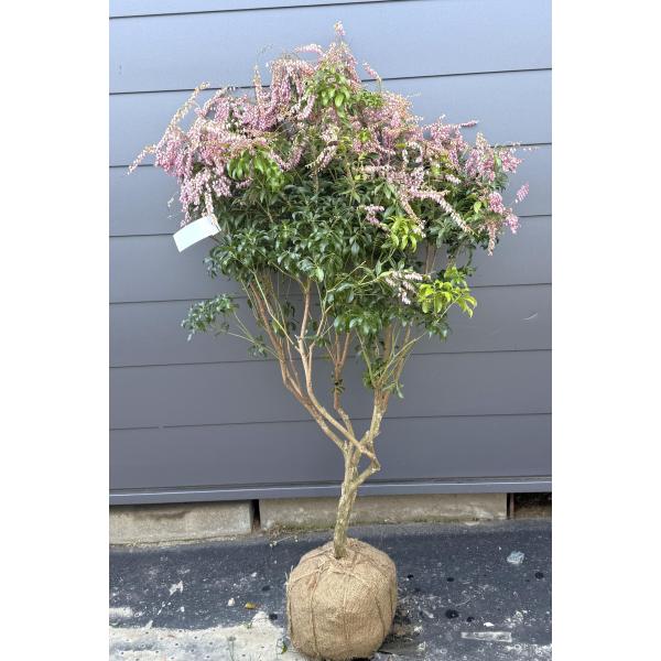 鈴なりの花が咲き誇る姿は圧巻♪【送料無料でのお届けですので大変お買い得となっております♪】☆商品情報☆鈴状の花が連なってシャンデリアの様な花が一面に咲くアセビです♪花の季節は息を呑むほどの美しさです☆可愛らしいピンクの花が一面に咲く姿は圧巻...