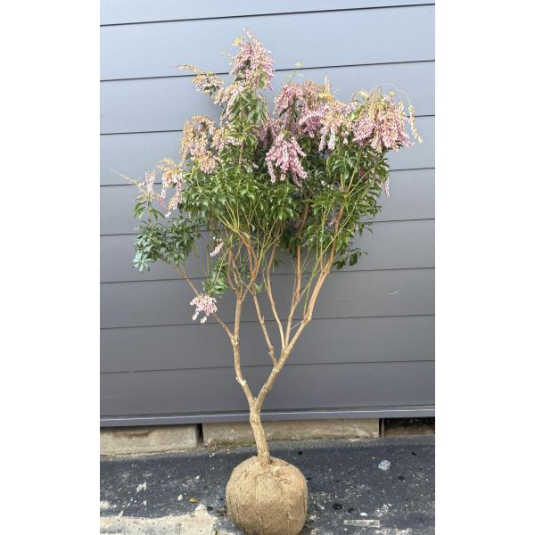 鈴なりの花が咲き誇る姿は圧巻♪【送料無料でのお届けですので大変お買い得となっております♪】☆商品情報☆鈴状の花が連なってシャンデリアの様な花が一面に咲くアセビです♪花の季節は息を呑むほどの美しさです☆可愛らしいピンクの花が一面に咲く姿は圧巻...