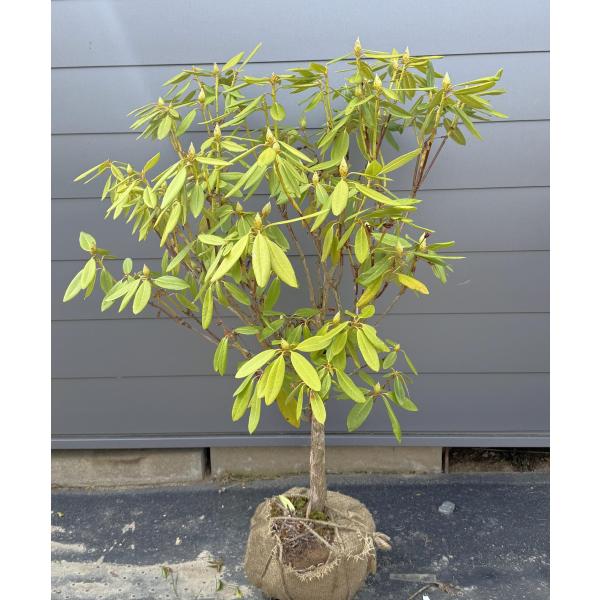 シャクナゲの豪華な株立♪【送料込みでのお届けですので大変お買い得となっております♪】☆商品情報☆西洋シャクナゲの中でも可愛らしいピンク色の品種です♪全長　　約1.4メートル樹高　　約1.2メートルこちらの販売ページは写真の商品の現品での発送...