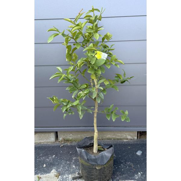 庭や鉢植えでレモンの実が楽しめる♪【送料無料でのお届けですので大変お買い得となっております♪】☆商品情報☆大きなマイヤーレモンの木の苗木です☆レモンの中でも特に希少な品種で、皮が薄く丸い形をしたレモンです酸味がまろやかで、フルーティーな後味...