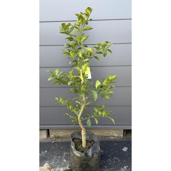 庭や鉢植えでレモンの実が楽しめる♪【送料無料でのお届けですので大変お買い得となっております♪】☆商品情報☆大きなマイヤーレモンの木の苗木です☆レモンの中でも特に希少な品種で、皮が薄く丸い形をしたレモンです酸味がまろやかで、フルーティーな後味...