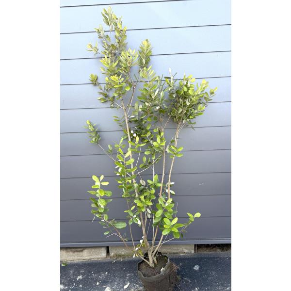 洋風に庭に良くあるフェイジョア♪【送料込みの価格となっておりますので大変お買い得となっております♪】☆商品情報☆春に赤い花を咲かせ、秋に南フルーツの様な香りの良い果実を実らせます全長　　約２メートル樹高　　約1.8メートル株立ち　３本以上品...