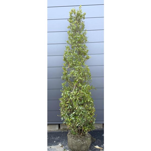 花も実も楽しめるクチナの木♪【送料無料でのお届けですので大変お買い得となっております♪】☆商品情報☆クチナシの実は天然の着色料としても使われます春には白い花も楽しめとても綺麗です。全長　　約２メートル樹高　　約1.8メートルこちらの販売ペー...