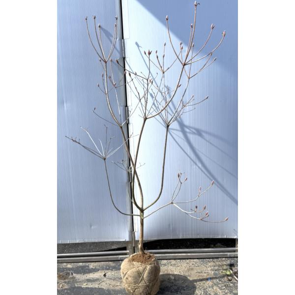 オレンジの花が美しいオンツツジ♪【送料無料でのお届けですので大変お買い得となっております♪】☆商品情報☆美樹形の一点物のオンツツジです♪『オンツツジ』は三つ葉ツツジの中でも希少で、赤とオレンジの中間の様な色合いの花が咲くとても綺麗な植木です...