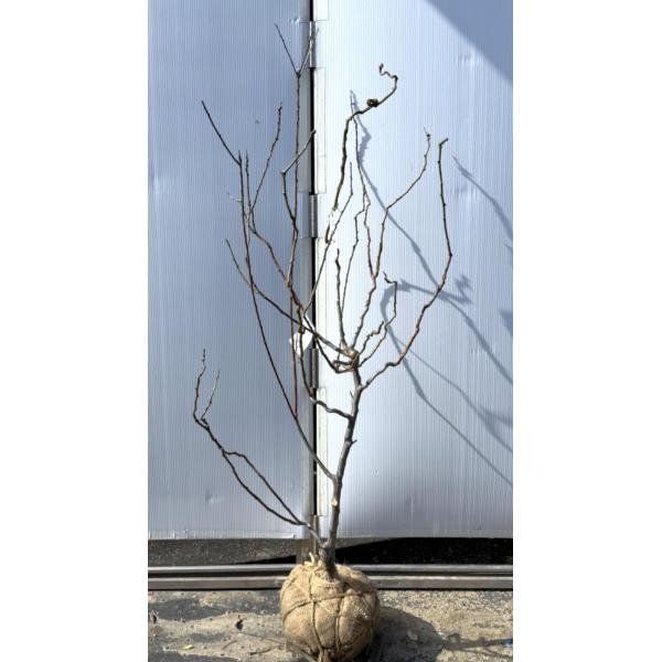 珍しいくねくね花梅☆【送料込みでのお届けですので大変お買い得となっております♪】☆商品情報☆雲竜梅　ウンリュウバイ白花の梅の木で枝がクネクネと曲がりながら育つ珍しい品種です♪何とも言えない独特の風情があり、面白い品種の梅の木です全長　約1....