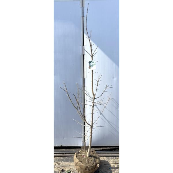 珍しいナンジャモンジャの木♪【送料無料でのお届けですので大変お買い得となっております♪】☆商品情報☆植木の中でも希少なヒツツバダコです☆白い花が美しく、別名『ナンジャモンジャ』とも呼ばれます♪全長　　約1.9メートル樹高　　約1.7メートル...