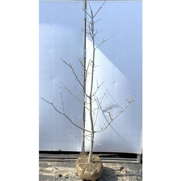 珍しいナンジャモンジャの木♪【送料無料でのお届けですので大変お買い得となっております♪】☆商品情報☆植木の中でも希少なヒツツバダコです☆白い花が美しく、別名『ナンジャモンジャ』とも呼ばれます♪全長　　約1.9メートル樹高　　約1.7メートル...