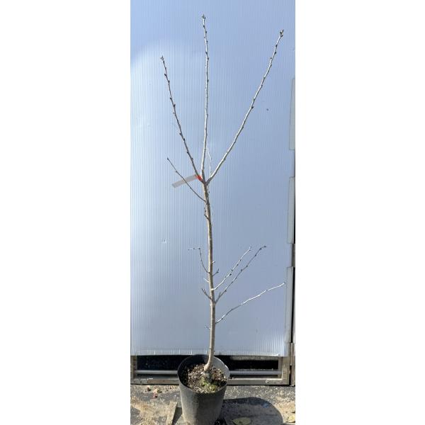 １本で実が成る甘いさくらんぼの木♪【送料込みでのお届けですので大変お買い得となっております♪】☆商品情報☆大きなサクランボの果樹苗木です！甘くて美味しいさくらんぼをご自宅で楽しめます大きな苗木ですので、早期に大量の収穫を期待できます☆暖地サ...