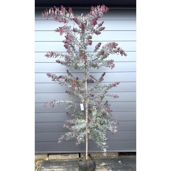 存在感のある紫葉のミモザ♪【送料無料ですので大変お買い得となっております♪】☆商品情報☆シンボルツリーや雑木の庭を彩る植木としても人気の商品です☆ミモザアカシアの中でも新葉が紫色で幹色も濃く存在感のある品種ですアカシアの中でも希少な品種です...