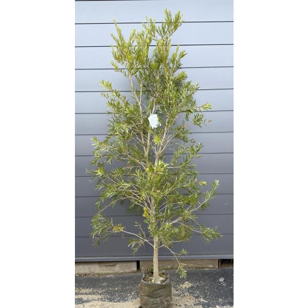 赤いブラシの様な花♪【送料込みでのお届けですので大変お買い得となっております♪】☆商品情報☆ブラシの木（カリステモン）のドーソンリバーです春と秋の２回花を咲かせるオーストラリア原産の品種です赤くブラシの様な形の花が目を引きます常緑樹でサラサ...