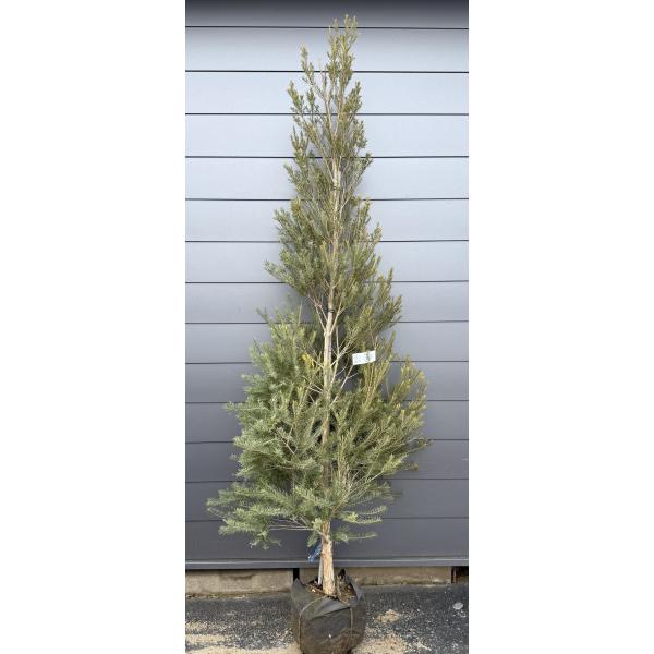 雪が積もった様なふわふわの花♪【送料込みでのお届けですので大変お買い得となっております♪】☆商品情報☆メラレウカ （ティーツリー）の『スノー・イン・サマー』です春にふわふわの綿の様な花をいっぱい咲かせ、雪が積もった様にも見えます。幹にはとて...