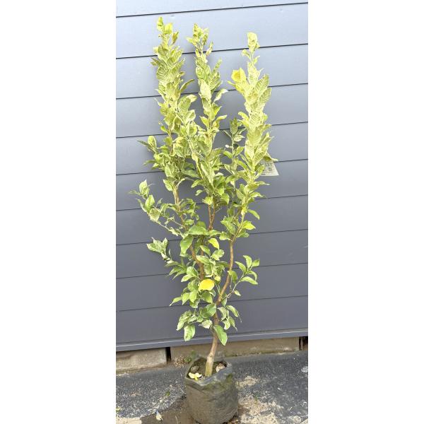 葉っぱも美しいピンクレモネード♪【送料無料でのお届けですので大変お買い得となっております♪】☆商品情報☆大きなレモンの木の苗木です♪ピンクレモネードはレモンの中でも班入りの葉が美しく四季を通して楽しめます。観葉植物としても人気の品種です♪レ...
