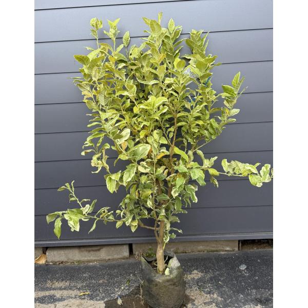 葉っぱも美しいピンクレモネード♪【送料無料でのお届けですので大変お買い得となっております♪】☆商品情報☆大きなレモンの木の苗木です♪ピンクレモネードはレモンの中でも班入りの葉が美しく四季を通して楽しめます。観葉植物としても人気の品種です♪レ...