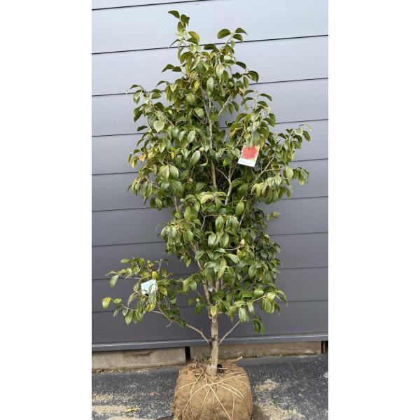 根強い人気のツバキの木♪【送料込みでの販売ですので大変お得になっております♪】☆商品情報☆赤花の椿の『耳納茜/みのうあかね』です♪冬に赤い花を咲かせます育てやすくシンボルツリーにもお勧めです♪椿の花はシャネルの創業者のココ・シャネルも愛した...