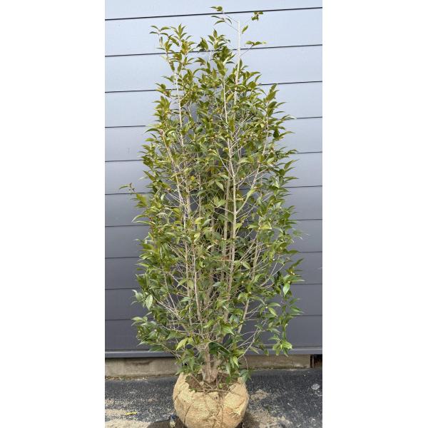 根強い人気のツバキの木♪【送料込みでの販売ですので大変お得になっております♪】☆商品情報☆椿の『スプリングフェスティバル』です♪冬に赤い花を咲かせます育てやすくシンボルツリーにもお勧めです♪椿の花はシャネルの創業者のココ・シャネルも愛したと...