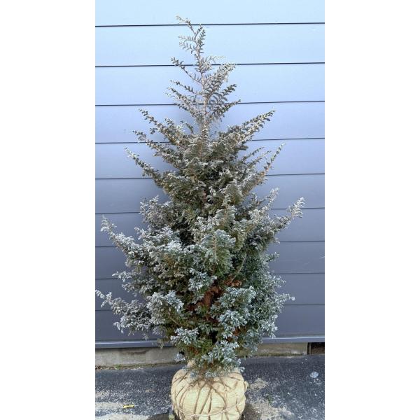 青い葉色が涼し気な植木♪【送料込の価格ですので大変お買い得となっております♪】☆商品情報☆コニファーの中でも希少なボールバードです♪青白い葉が美しいコニファーです☆これだけ大きく存在感のあるボールバードはなかなかお目にかかれない一品です全長...