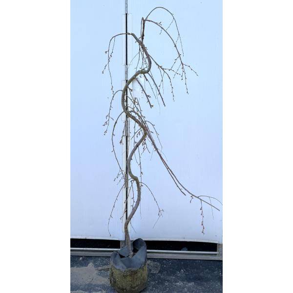 ２色咲きに見える不思議な桜♪【送料無料でのお届けですので大変お買い得となっております♪】☆商品情報☆富士桜の希少な枝垂れタイプです。富士桜の特徴は、初めは白い花が少しずつ色付いて濃いピンク色に変化していく所です。咲きたて若い白い花とピンクに...