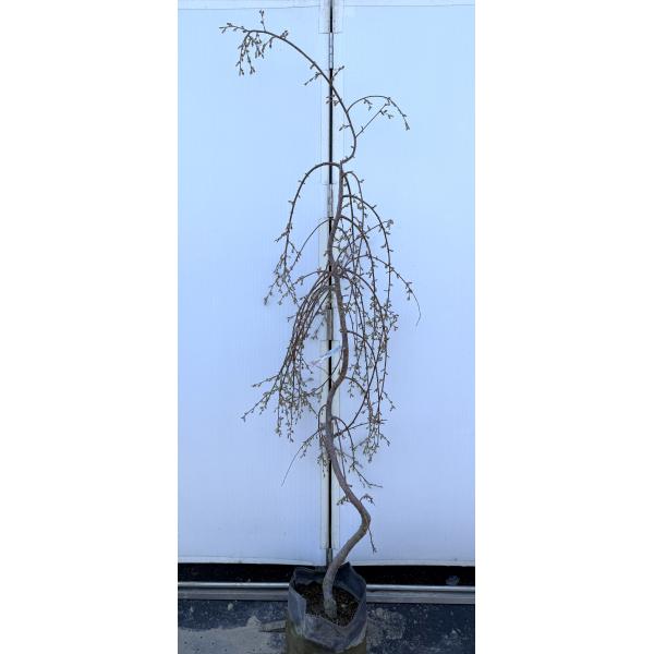 ２色咲きに見える不思議な桜♪【送料無料でのお届けですので大変お買い得となっております♪】☆商品情報☆富士桜の希少な枝垂れタイプです。富士桜の特徴は、初めは白い花が少しずつ色付いて濃いピンク色に変化していく所です。咲きたて若い白い花とピンクに...