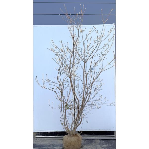 かわいいピンク色の花のミツバツツジ♪【送料無料でのお届けですので大変お買い得となっております♪】☆商品情報☆『小町ミツバツツジ』は三つ葉ツツジの中でピンクに近い花色の可愛らしい花色の植木です☆小町ミツバはミツバツツジの中でも大変希少な商品で...