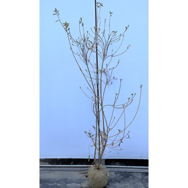 かわいいピンク色の花のミツバツツジ♪【送料無料でのお届けですので大変お買い得となっております♪】☆商品情報☆『小町ミツバツツジ』は三つ葉ツツジの中でピンクに近い花色の可愛らしい花色の植木です☆小町ミツバはミツバツツジの中でも大変希少な商品で...