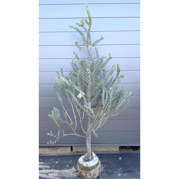 青白い葉が印象的なブルーブッシュ♪【送料無料ですので大変お買い得となっております♪】☆商品情報☆シンボルツリーや雑木の庭を彩る植木としても人気の商品です☆アカシアの中でも青白い葉っぱで幹色も綺麗で存在感のある品種です緑よりも青に近い葉色の樹...