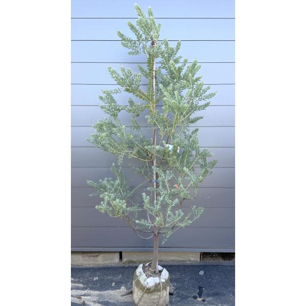 青白い葉が印象的なブルーブッシュ♪【送料無料ですので大変お買い得となっております♪】☆商品情報☆シンボルツリーや雑木の庭を彩る植木としても人気の商品です☆アカシアの中でも青白い葉っぱで幹色も綺麗で存在感のある品種です緑よりも青に近い葉色の樹...