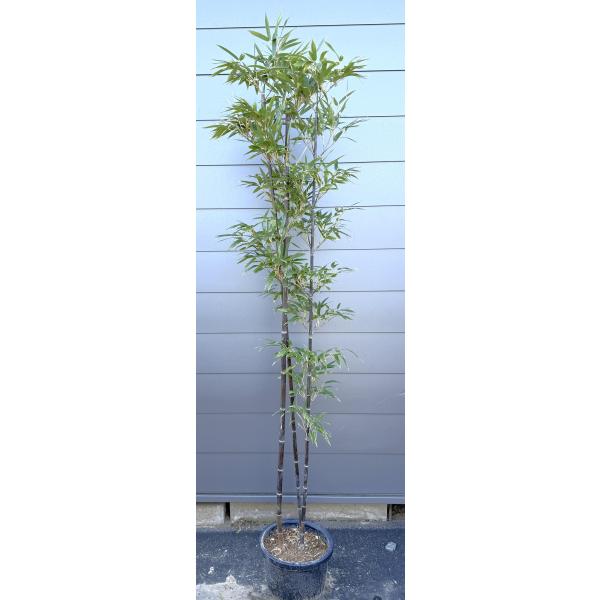 存在感抜群の黒竹♪【送料無料でのお届けですので大変お買い得となっております♪】☆商品情報☆希少な黒竹(クロチク)の特大株です全長　　約２メートル樹高　　約1.8メートル株立ち　３本株こちらの販売ページは写真の商品の現品での発送となります(１...