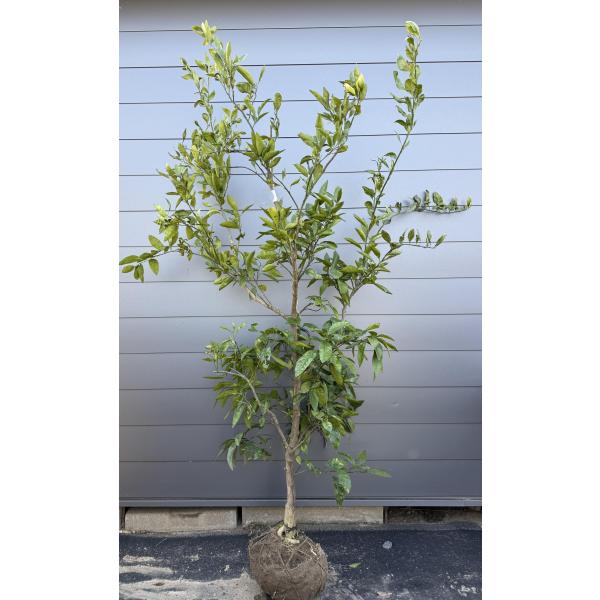 庭や鉢植えでミカンの実が楽しめる♪【送料無料でのお届けですので大変お買い得となっております♪】☆商品情報☆大きなミカンの木の苗木です☆興津早生/オキツわせ　興津温州早生は宮川早生とカラタリの交配種で11月終〜12月初め頃に収穫が出来ます保存...