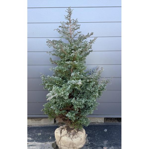 青い葉色が涼し気な植木♪【送料込の価格ですので大変お買い得となっております♪】☆商品情報☆コニファーの中でも希少なボールバードです♪青白い葉が美しいコニファーです☆これだけ大きく存在感のあるボールバードはなかなかお目にかかれない一品です全長...