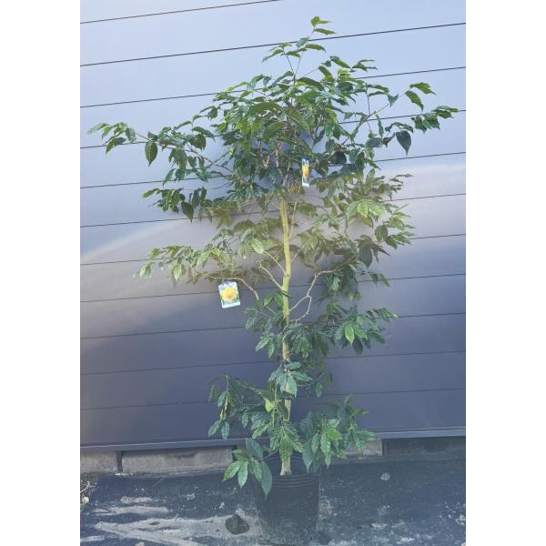 珍しい黄色いツバキ♪【送料込みでの販売ですので大変お得になっております♪】☆商品情報☆椿の『クックホエンシス』です♪黄色椿の金花茶の八重咲タイプで、希少な品種です黄色い花の椿で八重咲きの大変珍しい品種です全長　約２メートル樹高　約1.8メー...