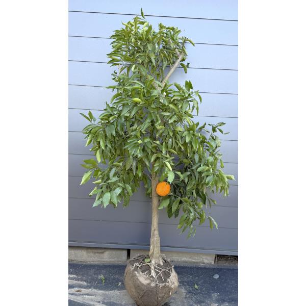 庭や鉢植えでミカンの実が楽しめる♪【送料無料でのお届けですので大変お買い得となっております♪】☆商品情報☆大きなミカンの木の苗木です☆清見はオレンジと日本の温州みかんを交配して作った国産初のタンゴール品種です現在のミカンの新品種の親となって...