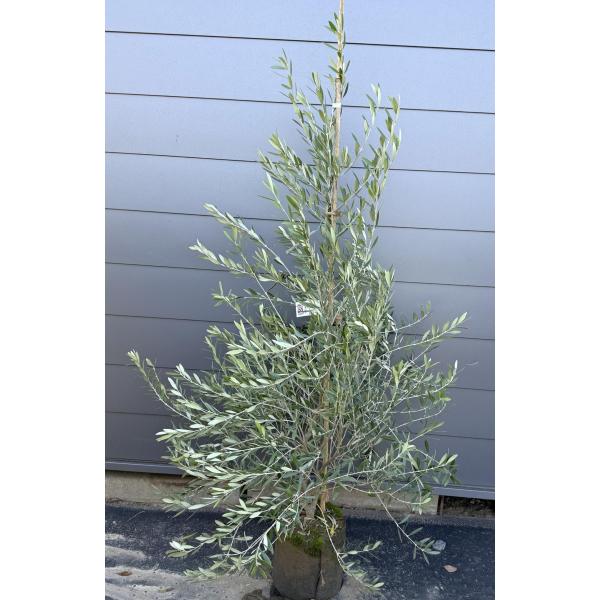 シンボルツリーに最適のオリーブ♪【送料無料でのお届けですので大変お買い得となっております♪】☆商品情報☆『ネバディロブロンコ』は花粉が多く受粉用としても最適で、観賞用としてもガーデニングに多く使われます。花付きがとても良く、他の品種が受粉し...