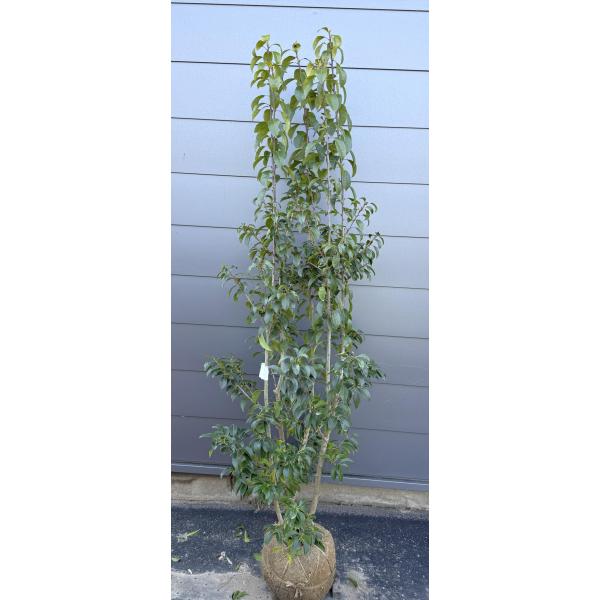 可愛い赤い実が成る木♪【送料無料でのお届けですので大変お買い得となっております♪】☆商品情報☆ソヨゴのとても美樹形な株立ちです♪樹形の良い涼し気な印象の株立ちです！シンボルツリーとしても申し分の無い株立ちですよ。全長　　約1.8メートル樹高...