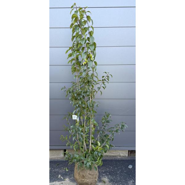 可愛い赤い実が成る木♪【送料無料でのお届けですので大変お買い得となっております♪】☆商品情報☆ソヨゴのとても美樹形な株立ちです♪樹形の良い涼し気な印象の株立ちです！シンボルツリーとしても申し分の無い株立ちですよ。全長　　約1.7メートル樹高...