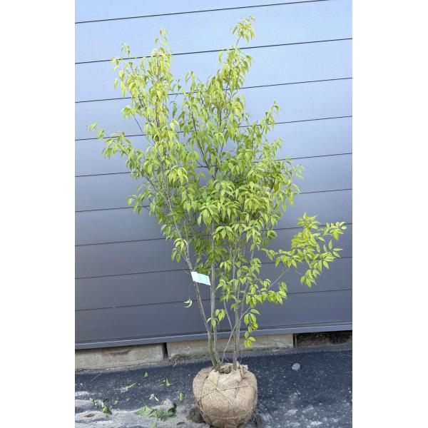 可憐な花が人気のハイノキ☆【送料無料でのお届けですので大変お買い得となっております♪】☆商品情報☆ハイノキの美樹形な株立ちです♪葉が小さく都会的で爽やかな印象の植木です☆全長　　約1.7メートル樹高　　約1.5メートル株立ち　３本以上こちら...