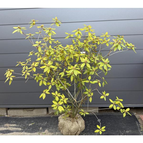 希少な玄海ツツジ♪【送料込の価格ですので大変お買い得となっております♪】☆商品情報☆思わず息を呑む程の美しさの花を咲かせるツツジです。ふわふわとした薄紫色の花がとても可愛らしい品種です☆春に花が咲き乱れる姿は圧巻です！全長　　約1.4メート...