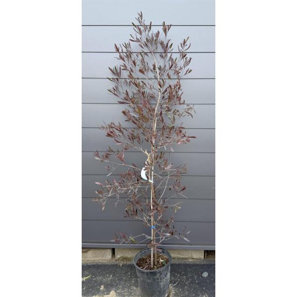 存在感抜群のドドナエア・プルプレア♪【送料込みでのお届けですので大変お買い得となっております♪】☆商品情報☆ドドナエア『ポップブッシュ　プルプレア/ビスコーサ』ですオージープランツに中でも銅葉に紅葉していく常緑樹で存在感抜群の品種です♪細長...