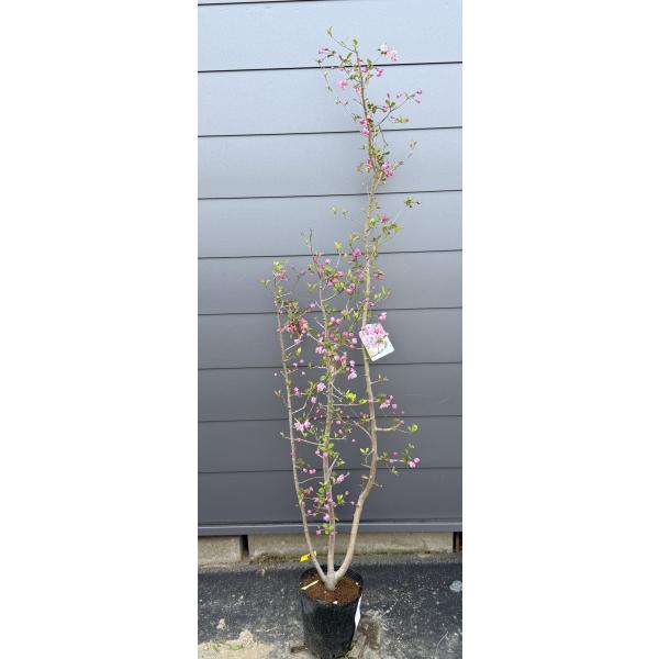 春に可愛らしい花を咲かせる木♪【送料込みでのお届けですので大変お買い得となっております♪】☆商品情報☆可愛らしいピンクの花が春に沢山咲く木です♪花の美しさは中国の玄宗皇帝が楊貴妃をハナカイドウに例えた程で、美人の代名詞としても使われる事があ...