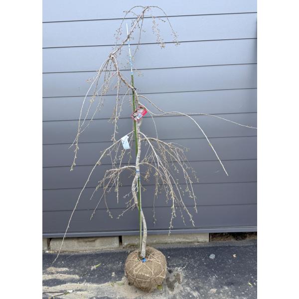 ふわふわの可愛いシダレ八重桜♪【送料無料でのお届けですので大変お買い得となっております♪】☆商品情報☆希少な雨情しだれ桜です。ピンクの小花の八重桜がたくさん咲くシダレ桜です☆ふわふわの花がいっぱいさく姿がかわいらしく庭を彩りますしだれ桜が織...