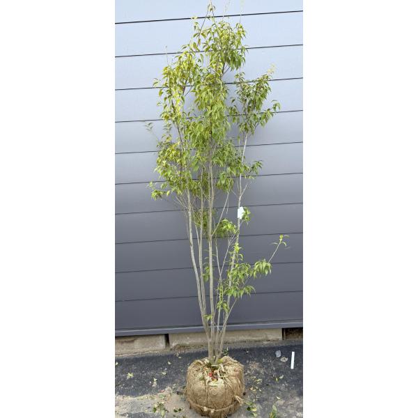 可憐な花が人気のハイノキ☆【送料無料でのお届けですので大変お買い得となっております♪】☆商品情報☆ハイノキの美樹形な株立ちです♪葉が小さく都会的で爽やかな印象の植木です☆全長　　約２メートル樹高　　約1.8メートル株立ち　３本以上こちらの販...