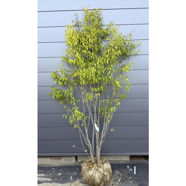 可憐な花が人気のハイノキ☆【送料無料でのお届けですので大変お買い得となっております♪】☆商品情報☆ハイノキの美樹形な株立ちです♪葉が小さく都会的で爽やかな印象の植木です☆全長　　約2.1メートル樹高　　約1.9メートル株立ち　３本以上こちら...