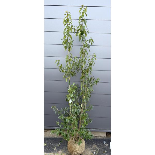 可愛い赤い実が成る木♪【送料無料でのお届けですので大変お買い得となっております♪】☆商品情報☆ソヨゴのとても美樹形な株立ちです♪樹形の良い涼し気な印象の株立ちです！シンボルツリーとしても申し分の無い株立ちですよ。全長　　約２メートル樹高　　...