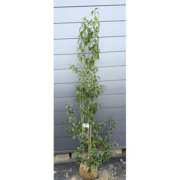 可愛い赤い実が成る木♪【送料無料でのお届けですので大変お買い得となっております♪】☆商品情報☆ソヨゴのとても美樹形な株立ちです♪樹形の良い涼し気な印象の株立ちです！シンボルツリーとしても申し分の無い株立ちですよ。全長　　約２メートル樹高　　...