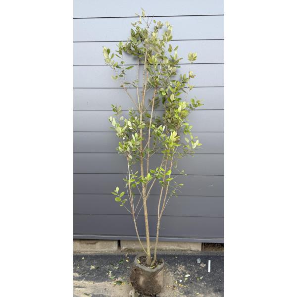 洋風に庭に良くあるフェイジョア♪【送料込みの価格となっておりますので大変お買い得となっております♪】☆商品情報☆春に赤い花を咲かせ、秋に南フルーツの様な香りの良い果実を実らせます全長　　約２メートル樹高　　約1.8メートル株立ち　２本以上品...