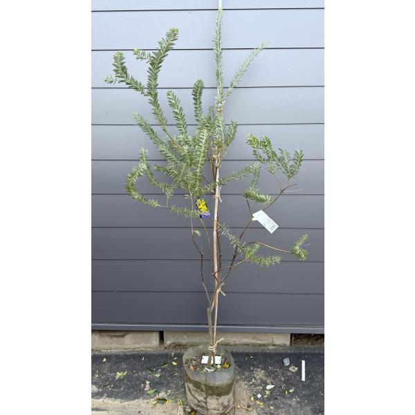 青白い葉が印象的なブルーブッシュ♪【送料無料ですので大変お買い得となっております♪】☆商品情報☆シンボルツリーや雑木の庭を彩る植木としても人気の商品です☆アカシアの中でも青白い葉っぱで幹色も綺麗で存在感のある品種です緑よりも青に近い葉色の樹...