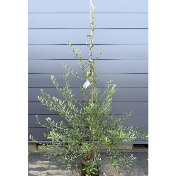 シンボルツリーに最適のオリーブの木♪【送料無料でのお届けですので大変お買い得なっております】☆商品情報☆『ミッション』はオリーブの中でも特に人気の高い定番の品種です。耐寒性、樹勢が強く栽培が比較的容易な品種です。葉裏が特に白く、風で木が揺れ...