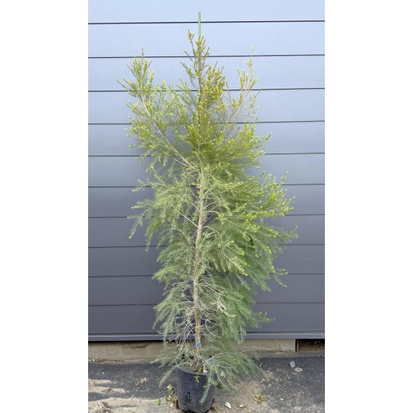 雪が積もった様なふわふわの花♪【送料込みでのお届けですので大変お買い得となっております♪】☆商品情報☆白花のメラレウカ （メディカルツリー）です春にふわふわの綿の様な花を咲かせます。幹にはとても良い芳香があり、樹液からアロマオイルを抽出する...